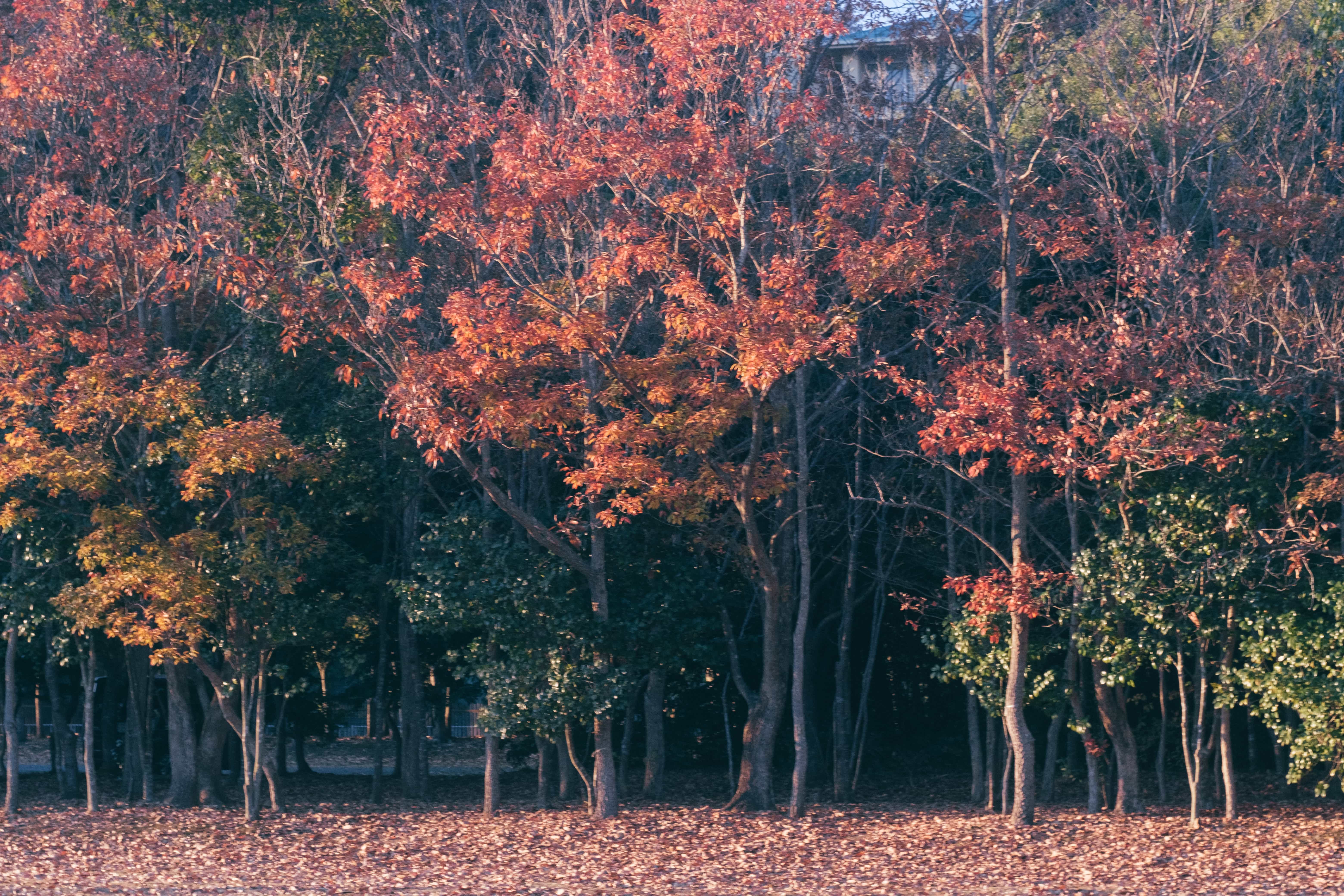 forest coffee